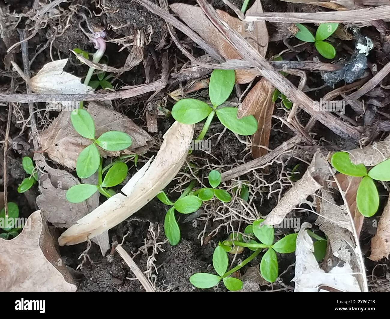 False mermaid hi-res stock photography and images - Alamy