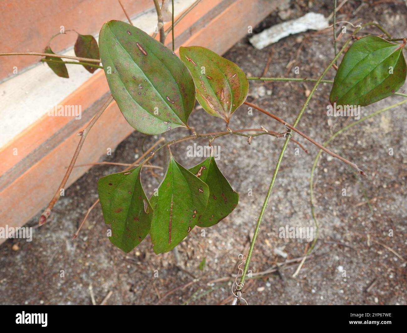 sawbrier (Smilax glauca Stock Photo - Alamy