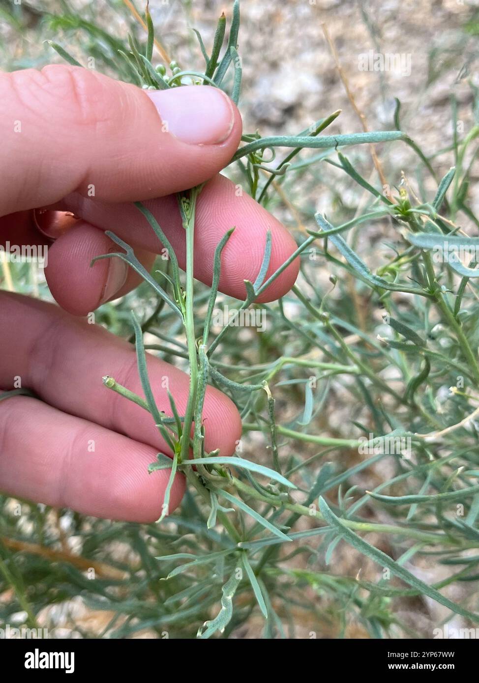 desert pepperweed (Lepidium fremontii Stock Photo - Alamy