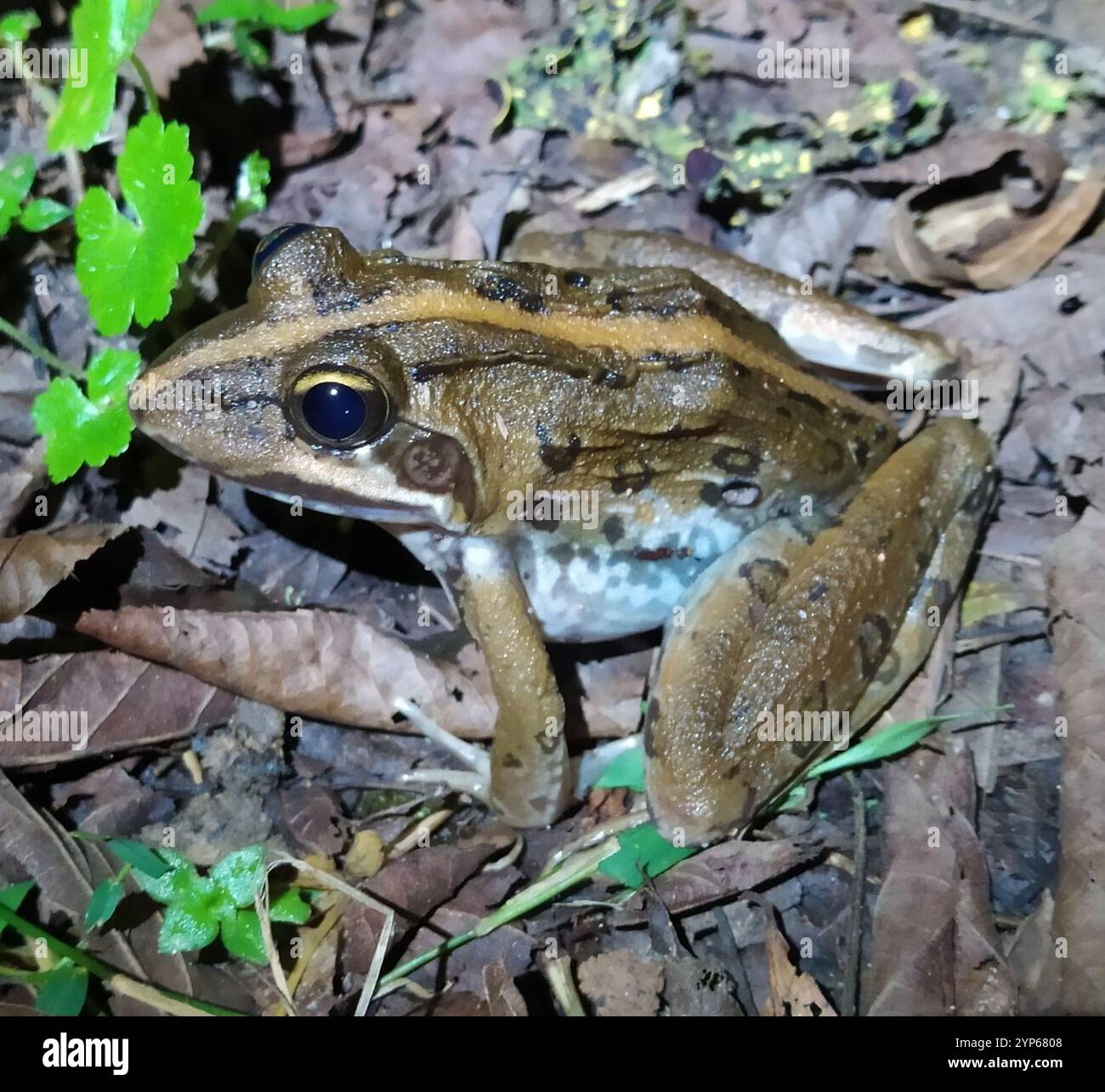 Common River Frog (Amietia delalandii Stock Photo - Alamy