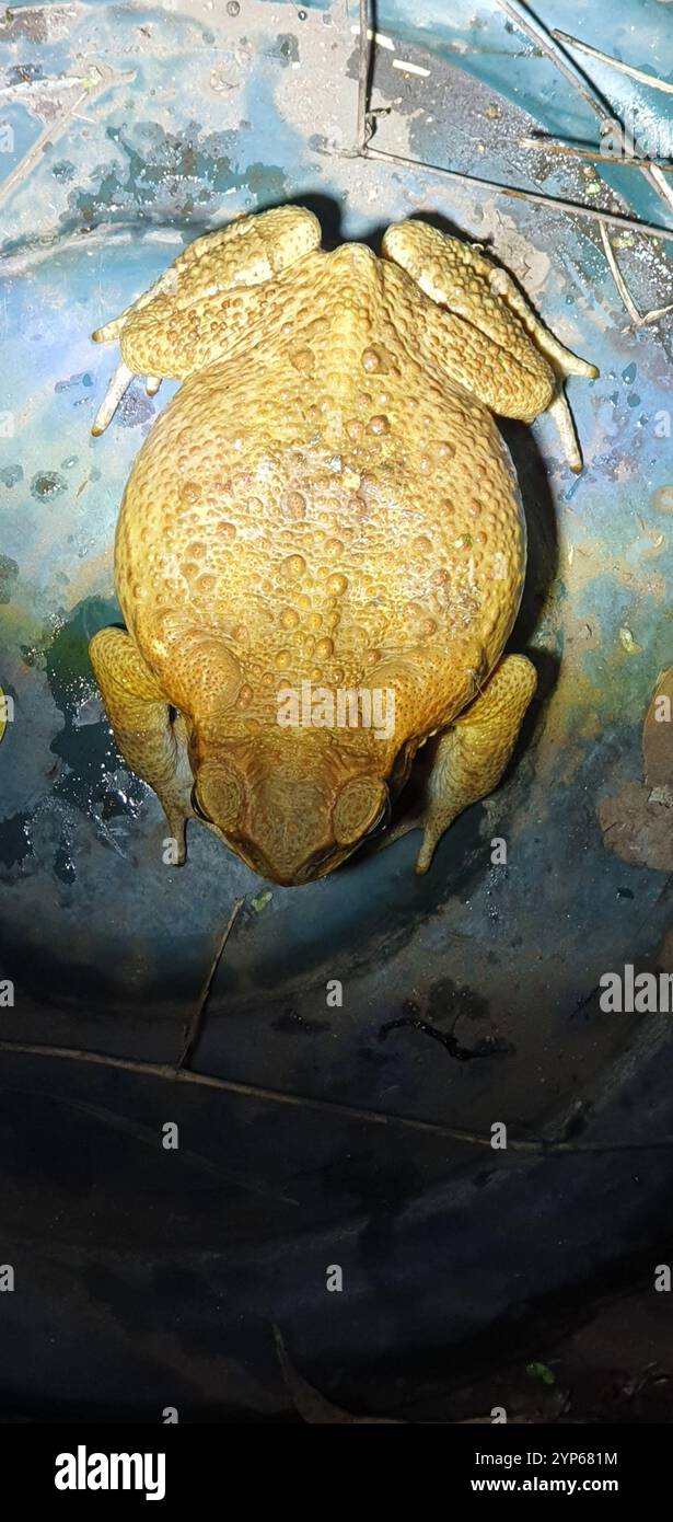 Cane Toad (Rhinella marina Stock Photo - Alamy