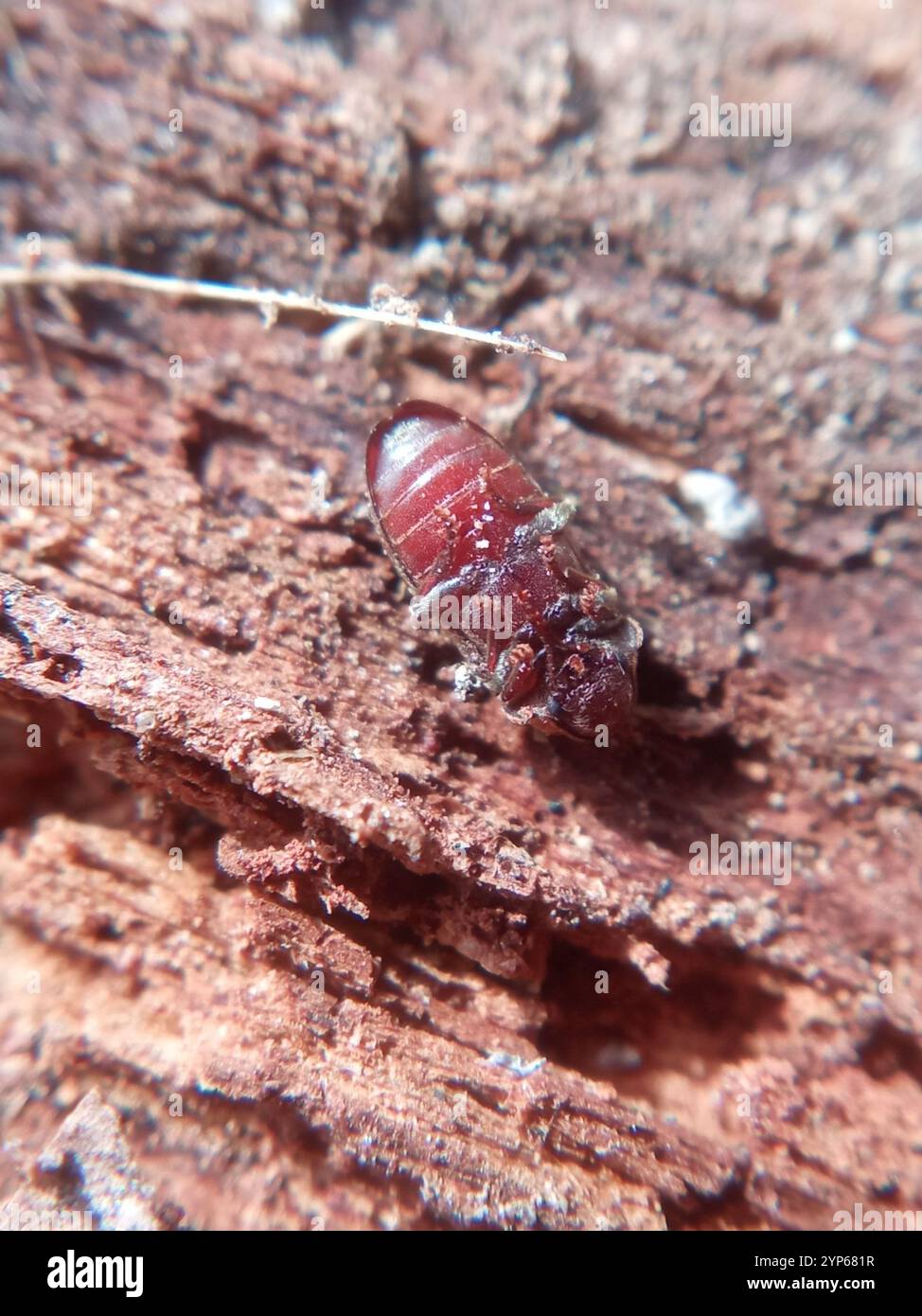 Deathwatch beetle hi-res stock photography and images - Alamy