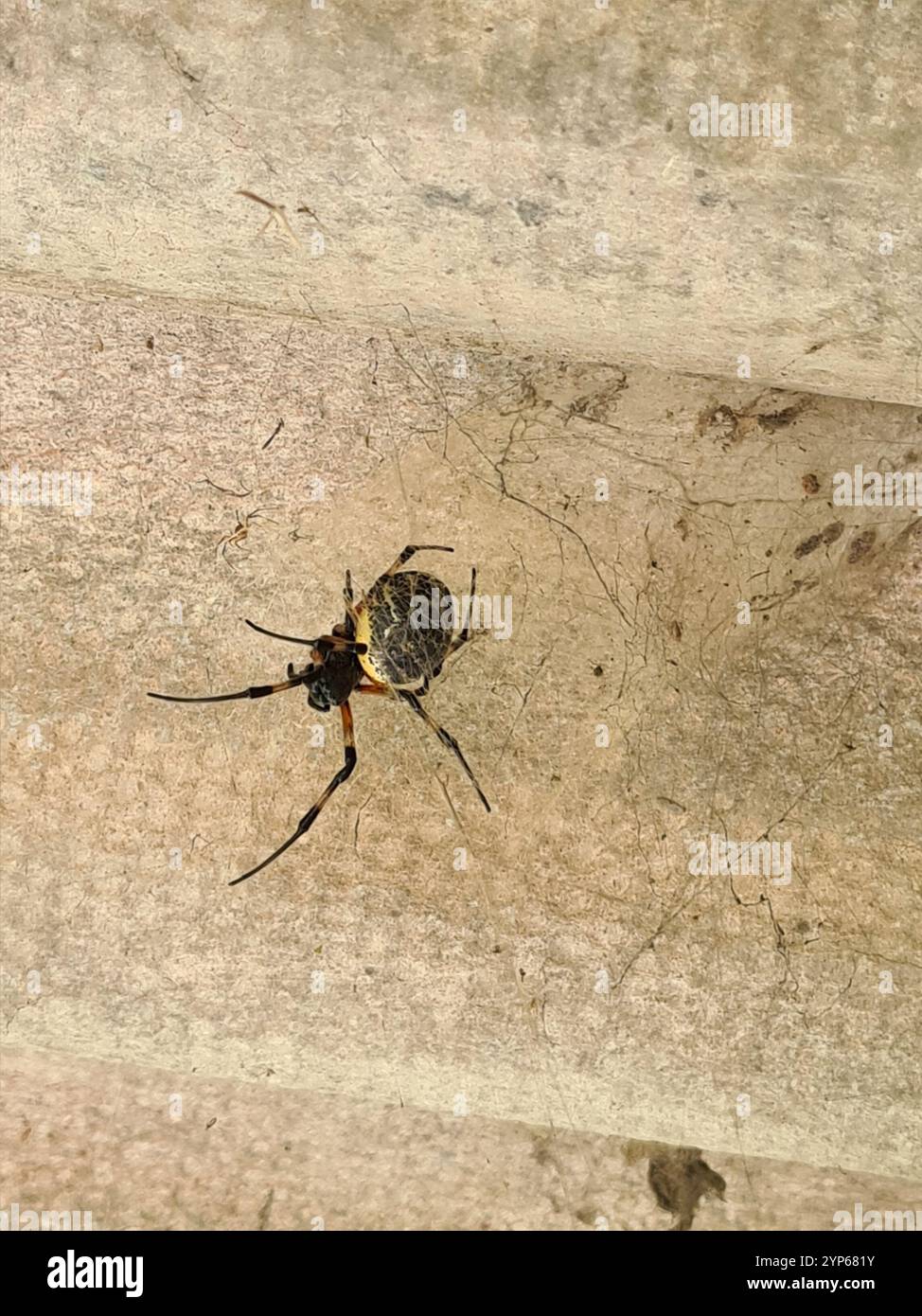 Nephilingis cruentata hi-res stock photography and images - Alamy