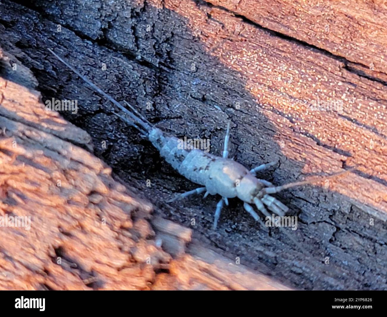Jumping Bristletails (Machilidae Stock Photo - Alamy