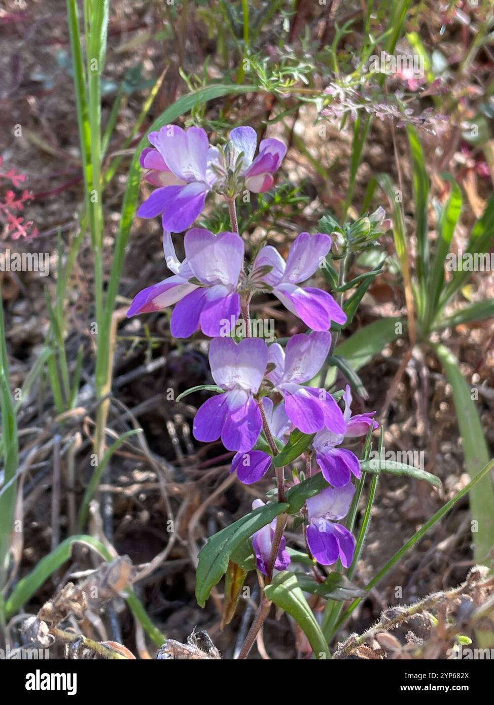 Purple Chinese Houses (Collinsia heterophylla Stock Photo - Alamy