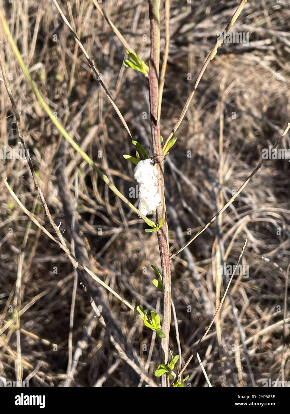 Salt Marsh Moth (Estigmene acrea Stock Photo - Alamy