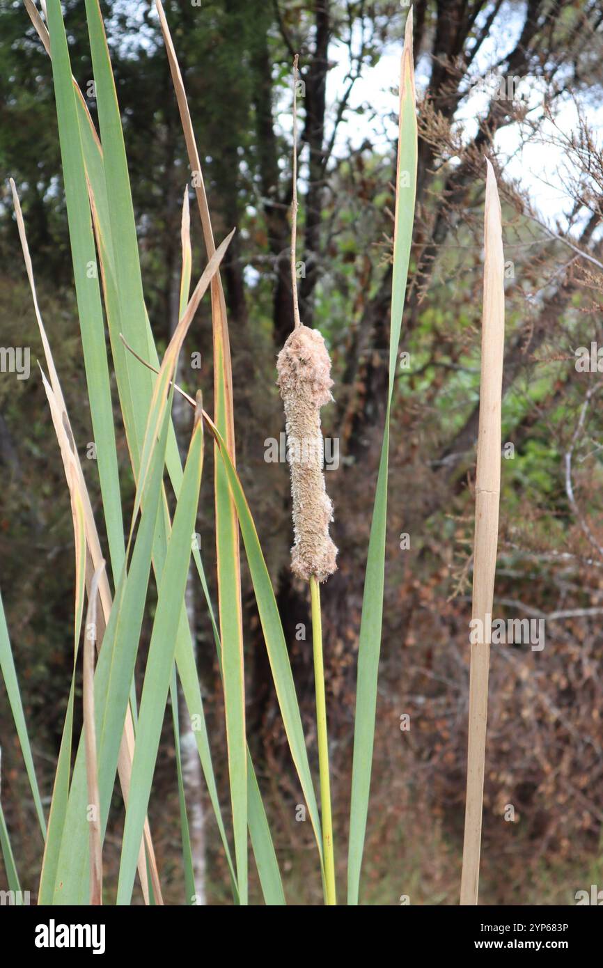 Typha orientalis hi-res stock photography and images - Alamy