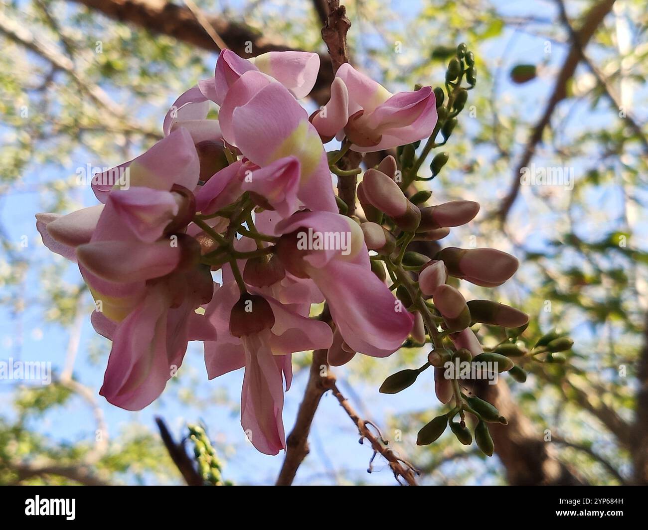 Fence Post Tree (Gliricidia sepium Stock Photo - Alamy