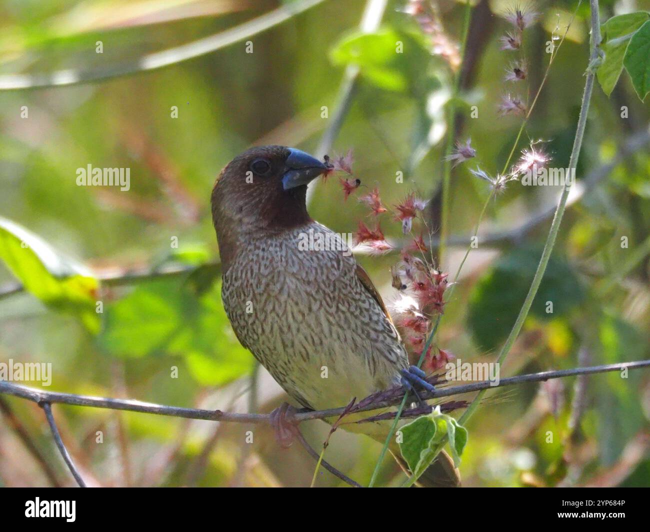 Scaly-breasted Munia (Lonchura punctulata Stock Photo - Alamy