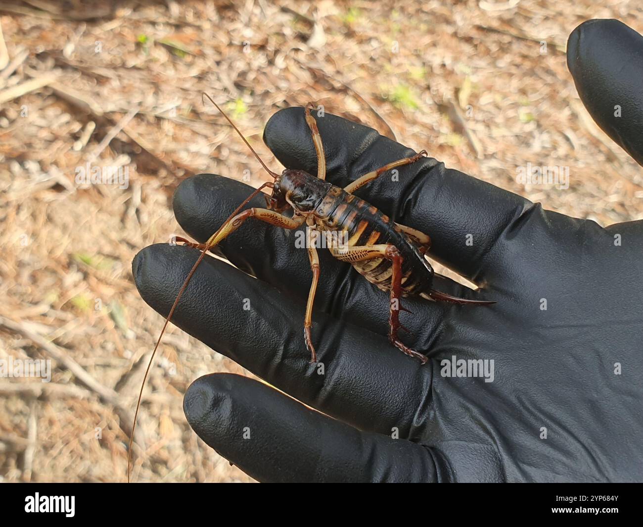 Wellington Tree Wētā (Hemideina crassidens Stock Photo - Alamy