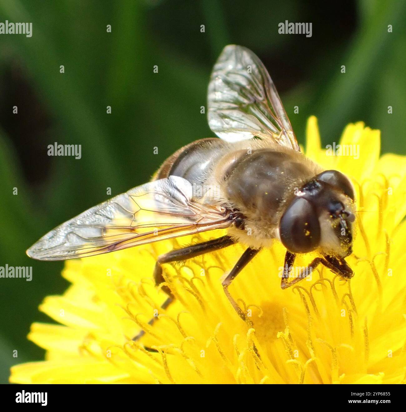 Common Drone Fly (Eristalis tenax Stock Photo - Alamy