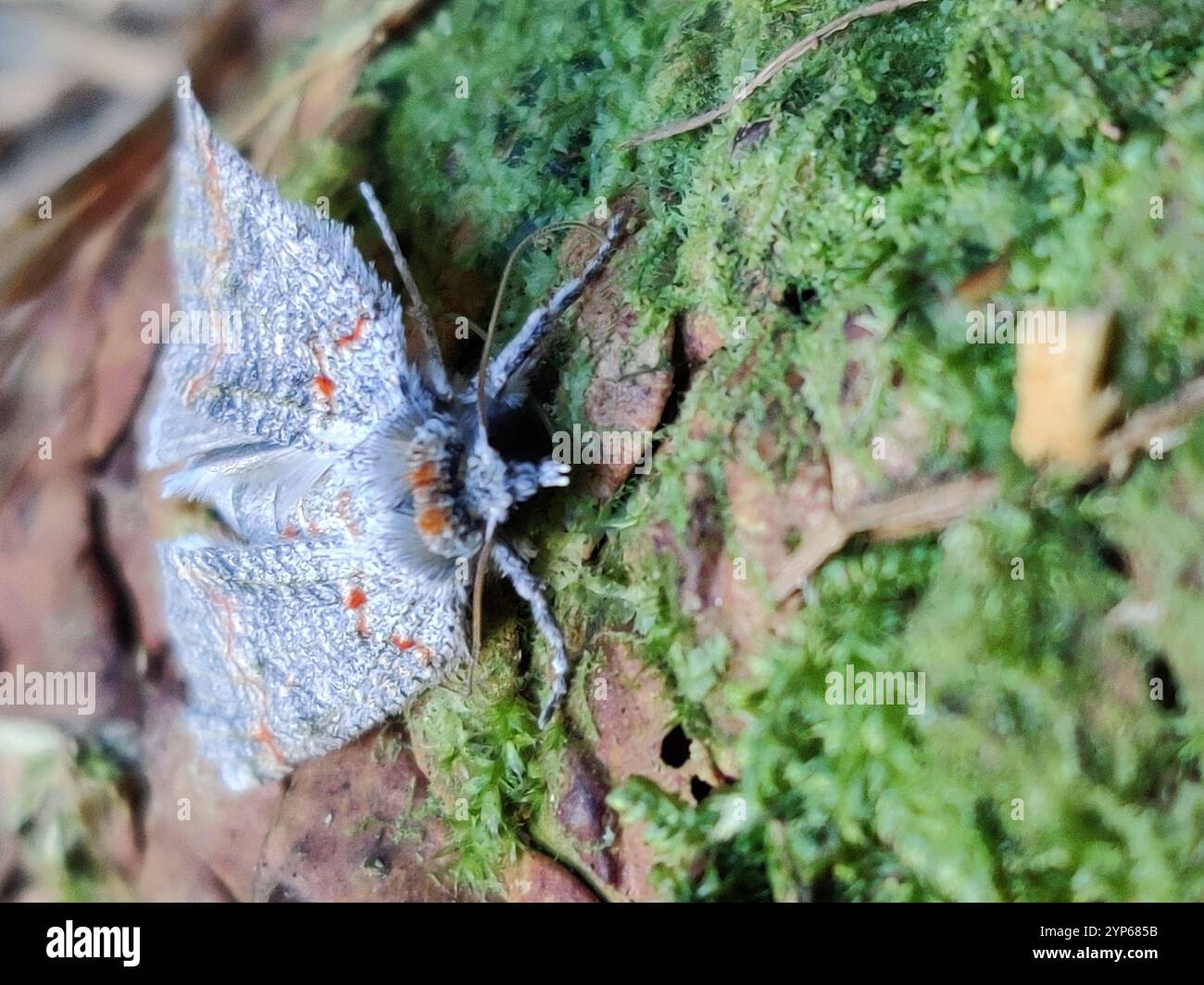 Forest Semilooper (Declana floccosa Stock Photo - Alamy