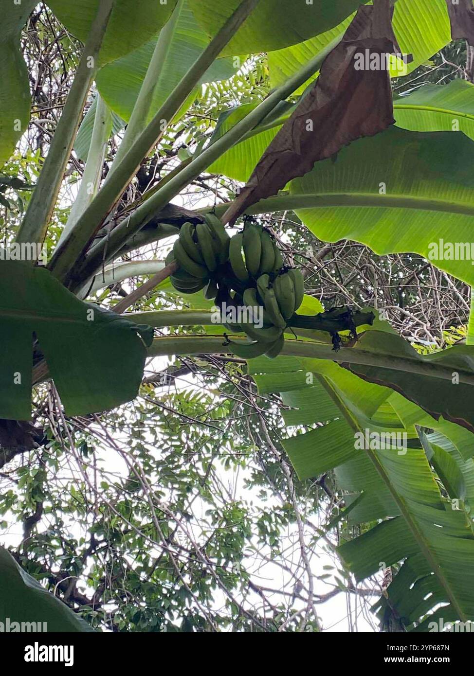 Cavendish banana (Musa acuminata Stock Photo - Alamy