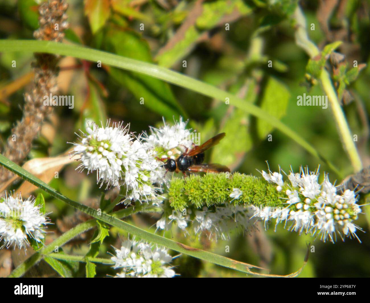 Scoliid Wasps (Scoliidae Stock Photo - Alamy