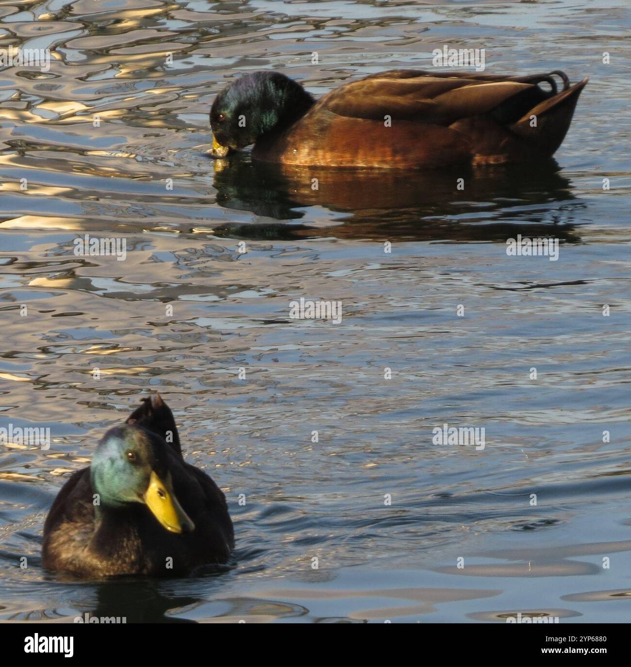 Domestic Mallard (Anas platyrhynchos domesticus Stock Photo - Alamy
