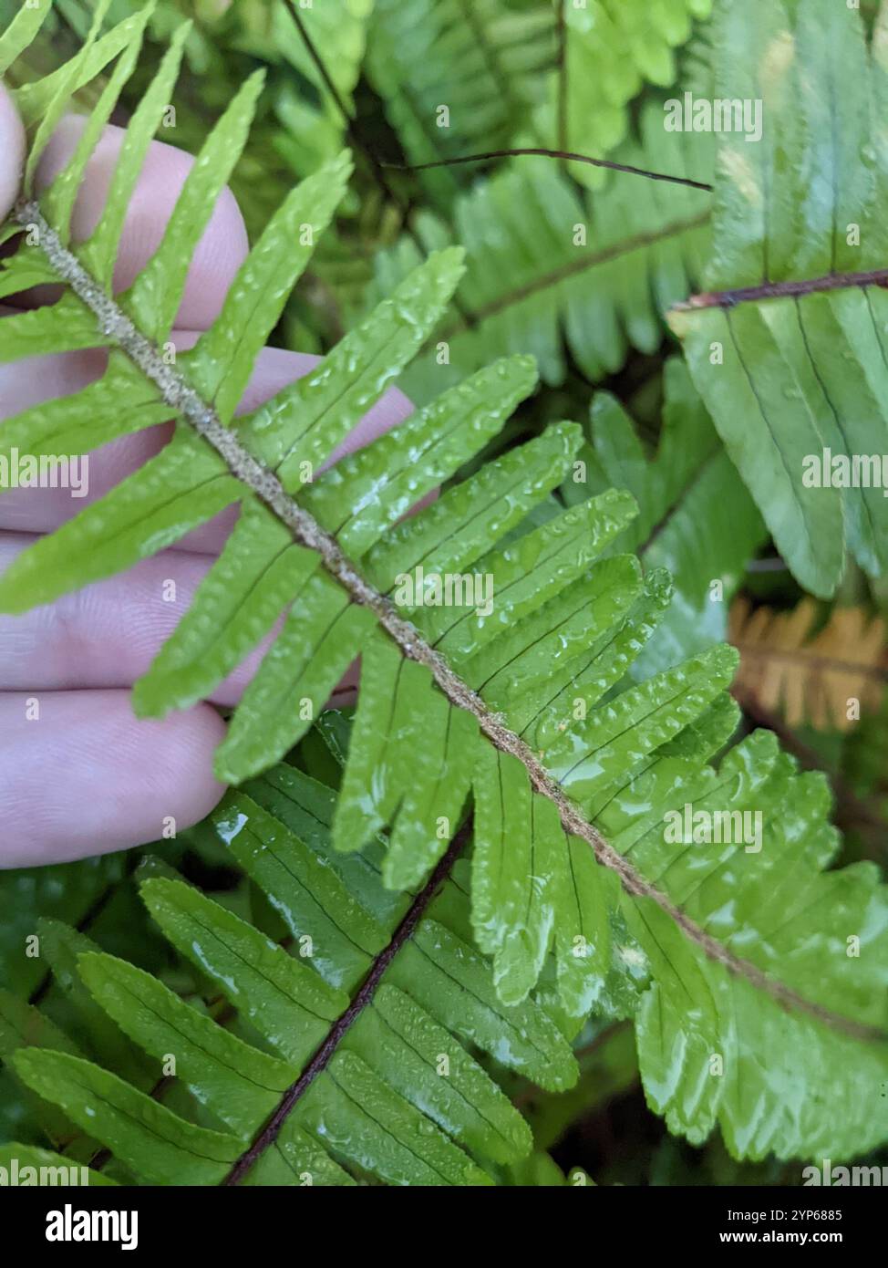Fishbone Fern (Nephrolepis cordifolia Stock Photo - Alamy