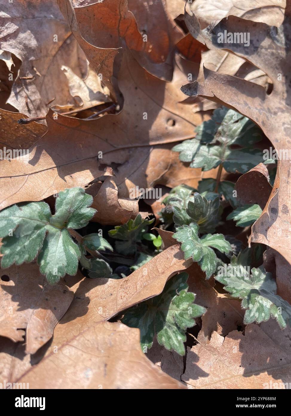 great waterleaf (Hydrophyllum appendiculatum Stock Photo - Alamy