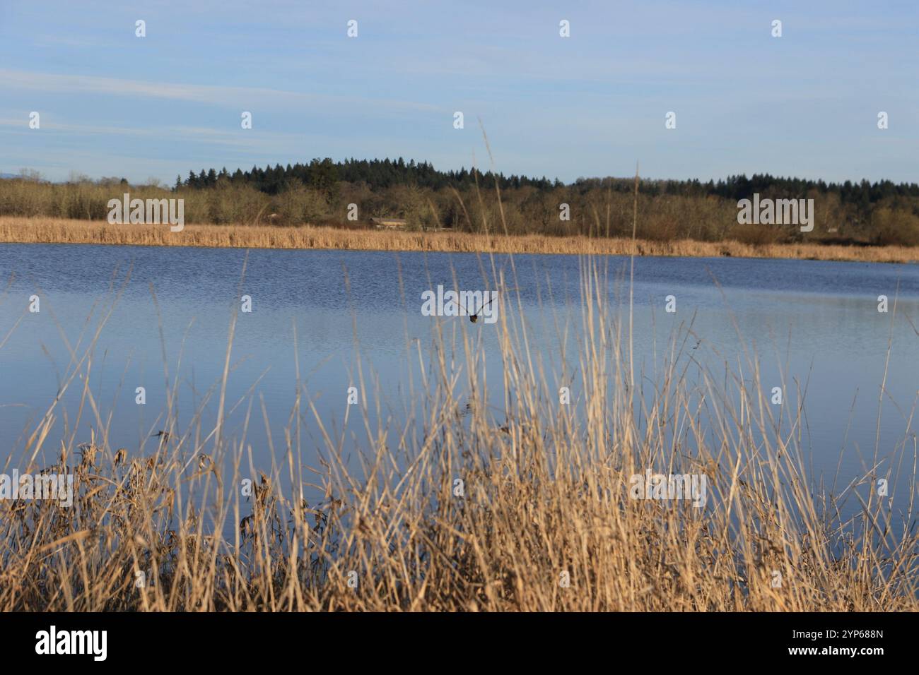 American Bittern (Botaurus lentiginosus Stock Photo - Alamy