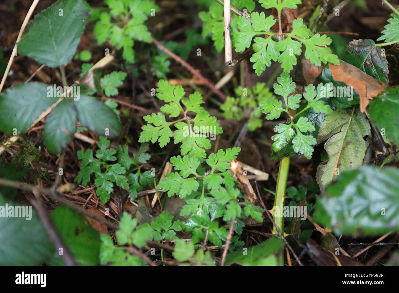 Herb Robert (Geranium robertianum Stock Photo - Alamy