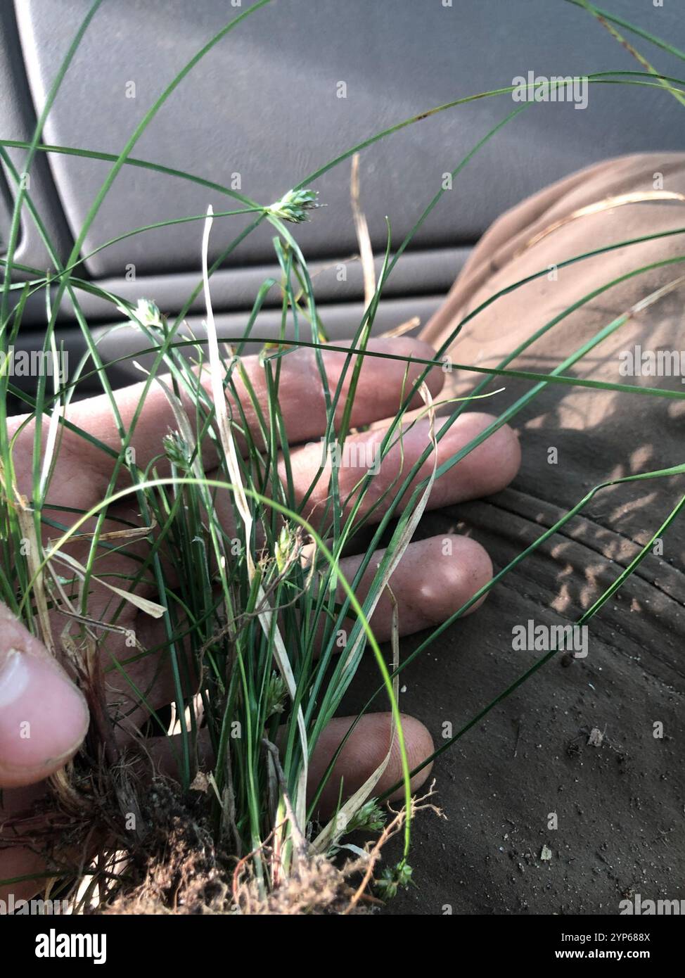 Florida Sedge (Carex floridana Stock Photo - Alamy