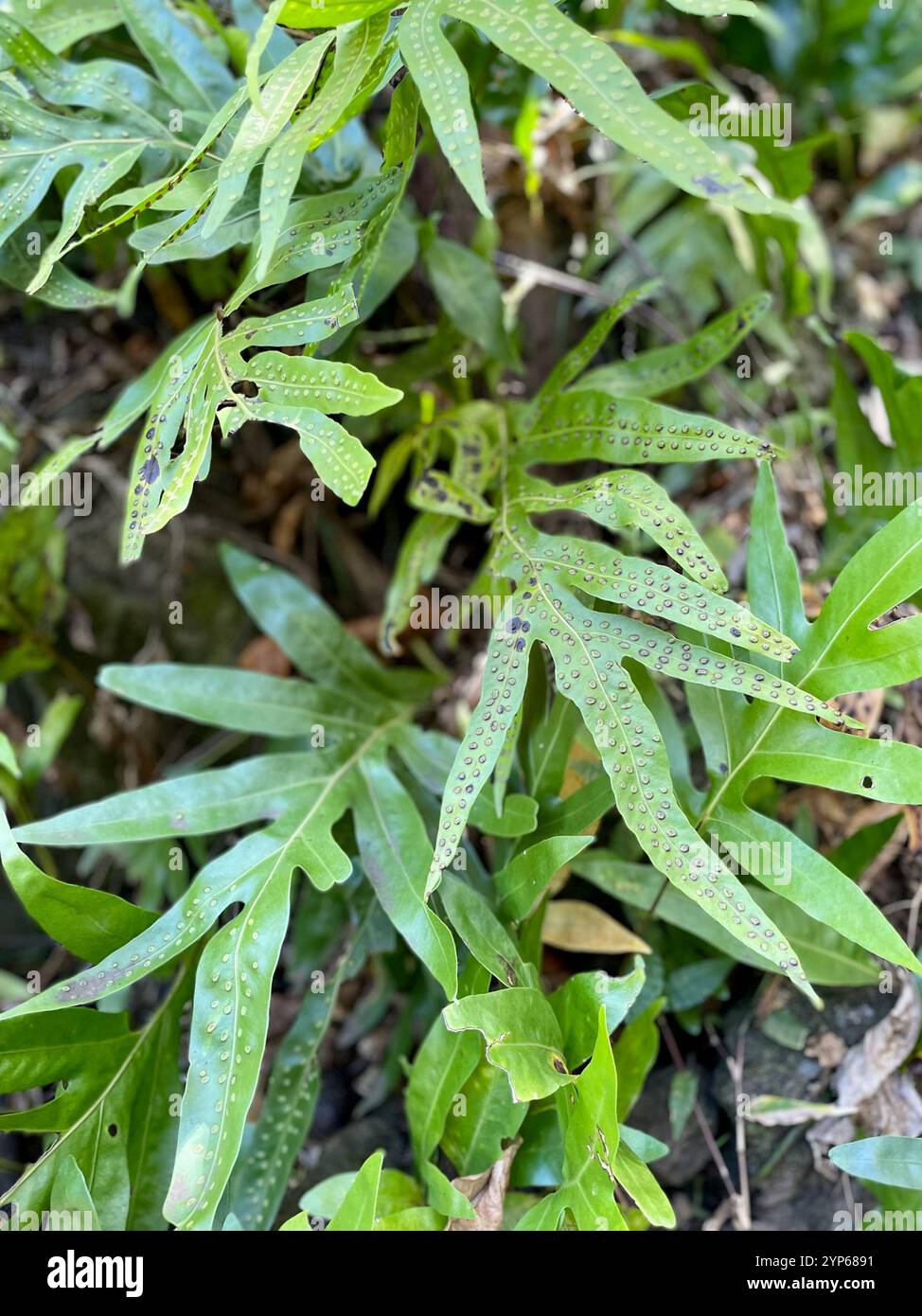 Musk Fern (Microsorum grossum Stock Photo - Alamy
