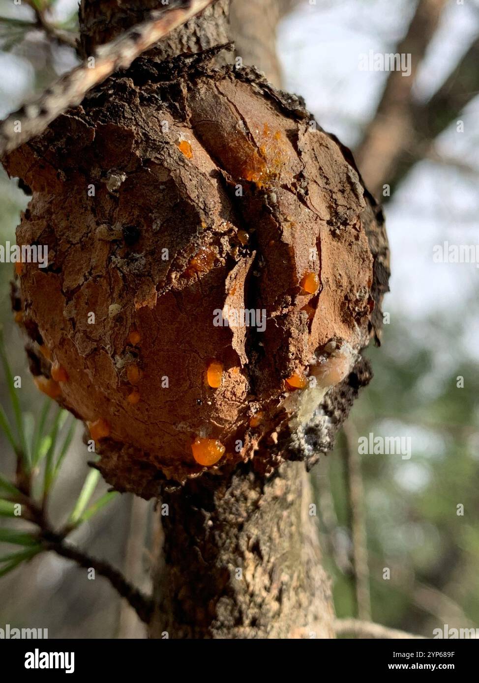 Pine-oak gall rust (Cronartium quercuum Stock Photo - Alamy