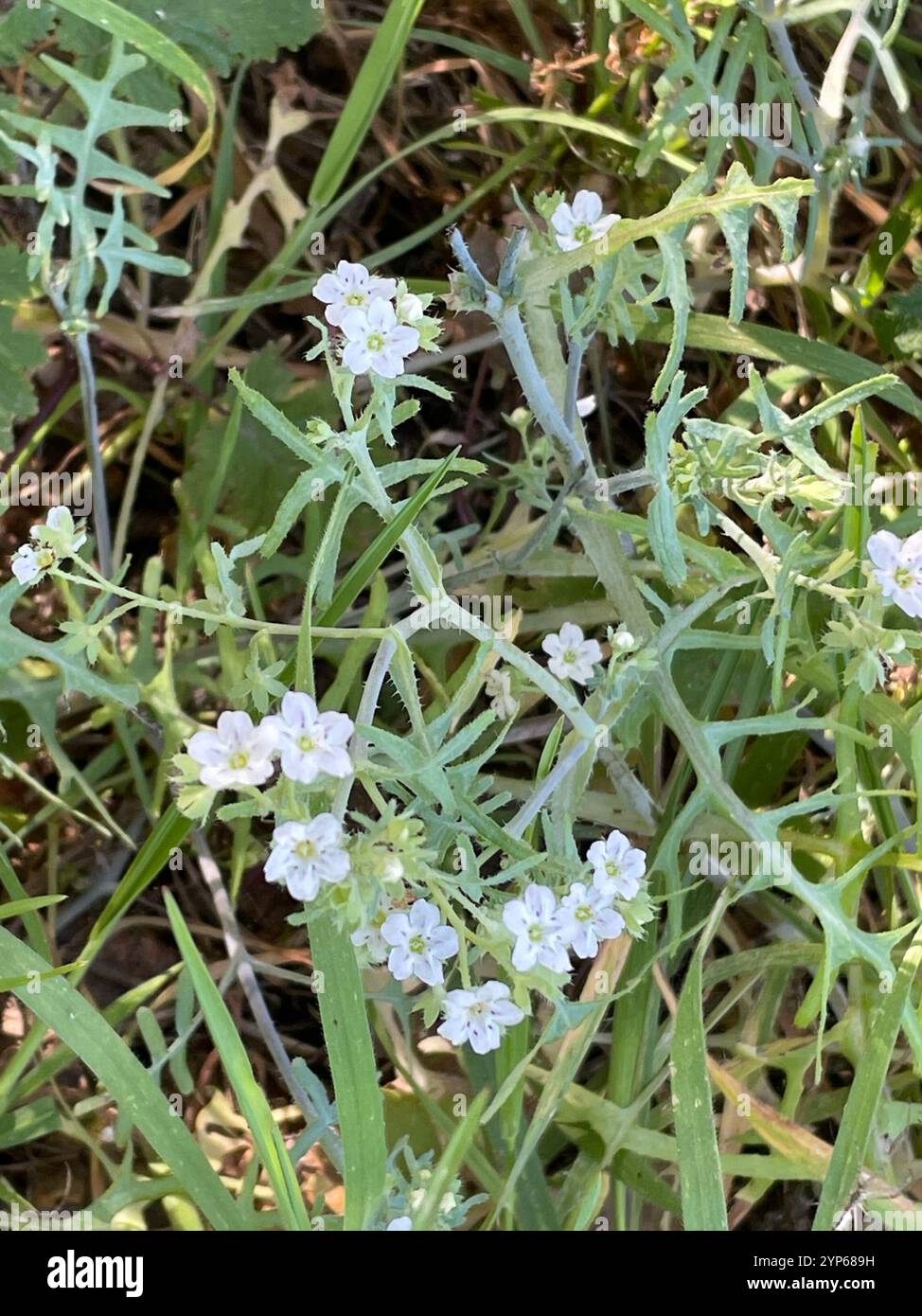 white fiesta flower (Pholistoma membranaceum Stock Photo - Alamy