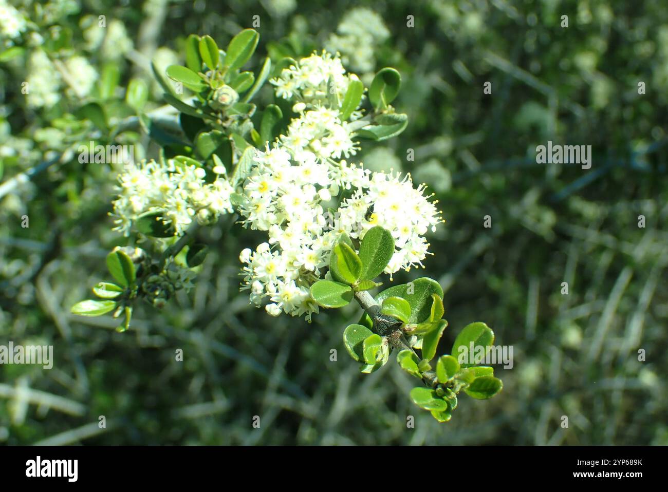 Buckbrush (Ceanothus cuneatus Stock Photo - Alamy