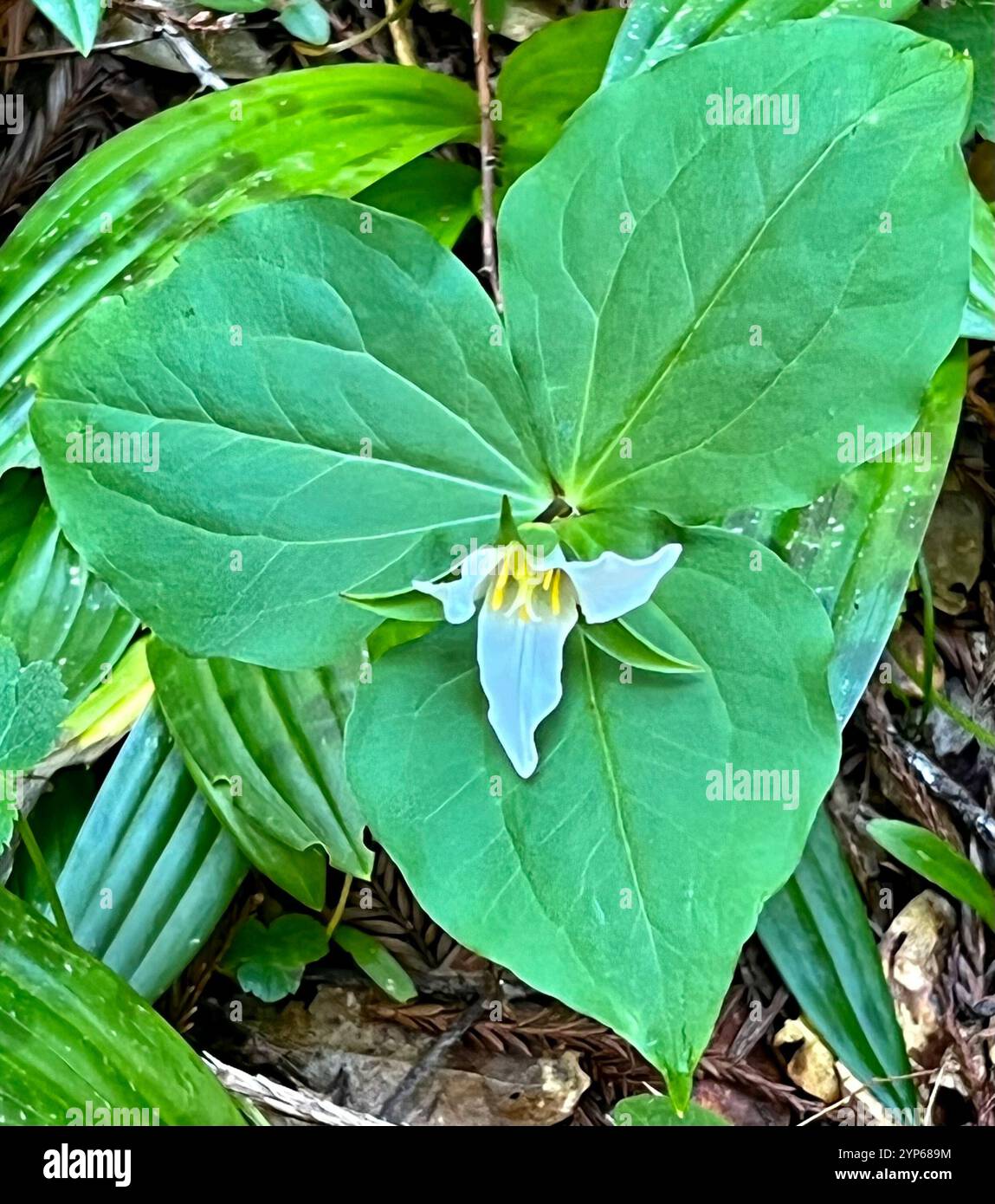 Pacific trillium (Trillium ovatum Stock Photo - Alamy