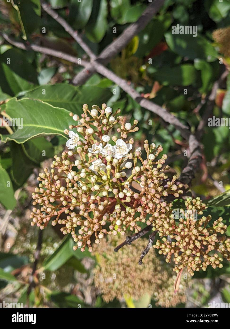 Chinese Photinia (Photinia serratifolia Stock Photo - Alamy
