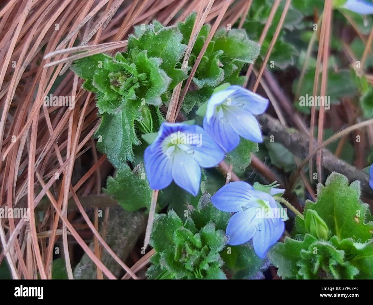 bird's-eye speedwell (Veronica persica Stock Photo - Alamy