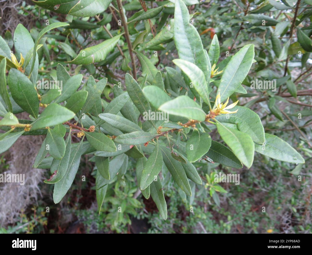 wax myrtle (Morella cerifera Stock Photo - Alamy