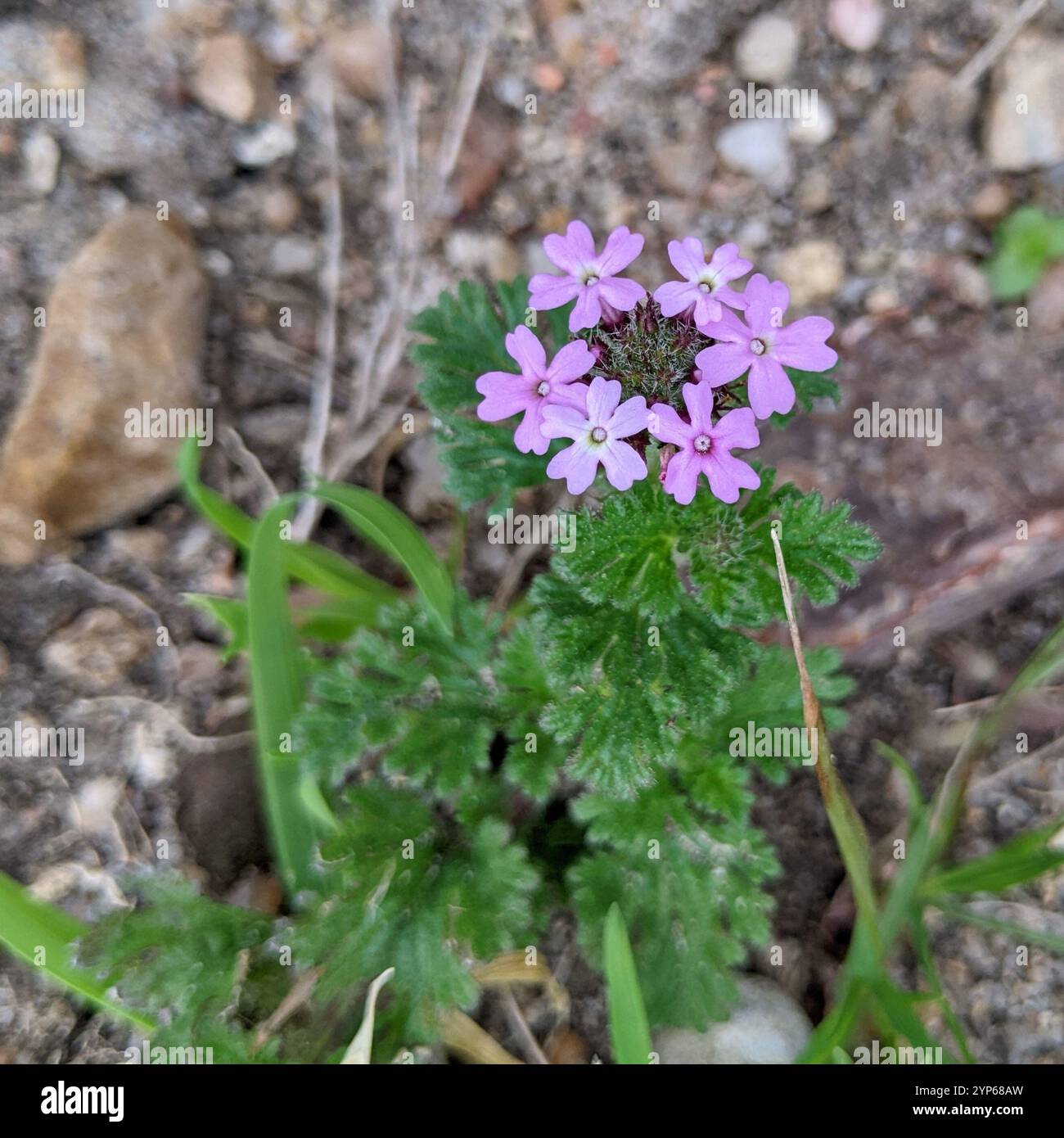 Dwarf Verbena (Glandularia pumila Stock Photo - Alamy