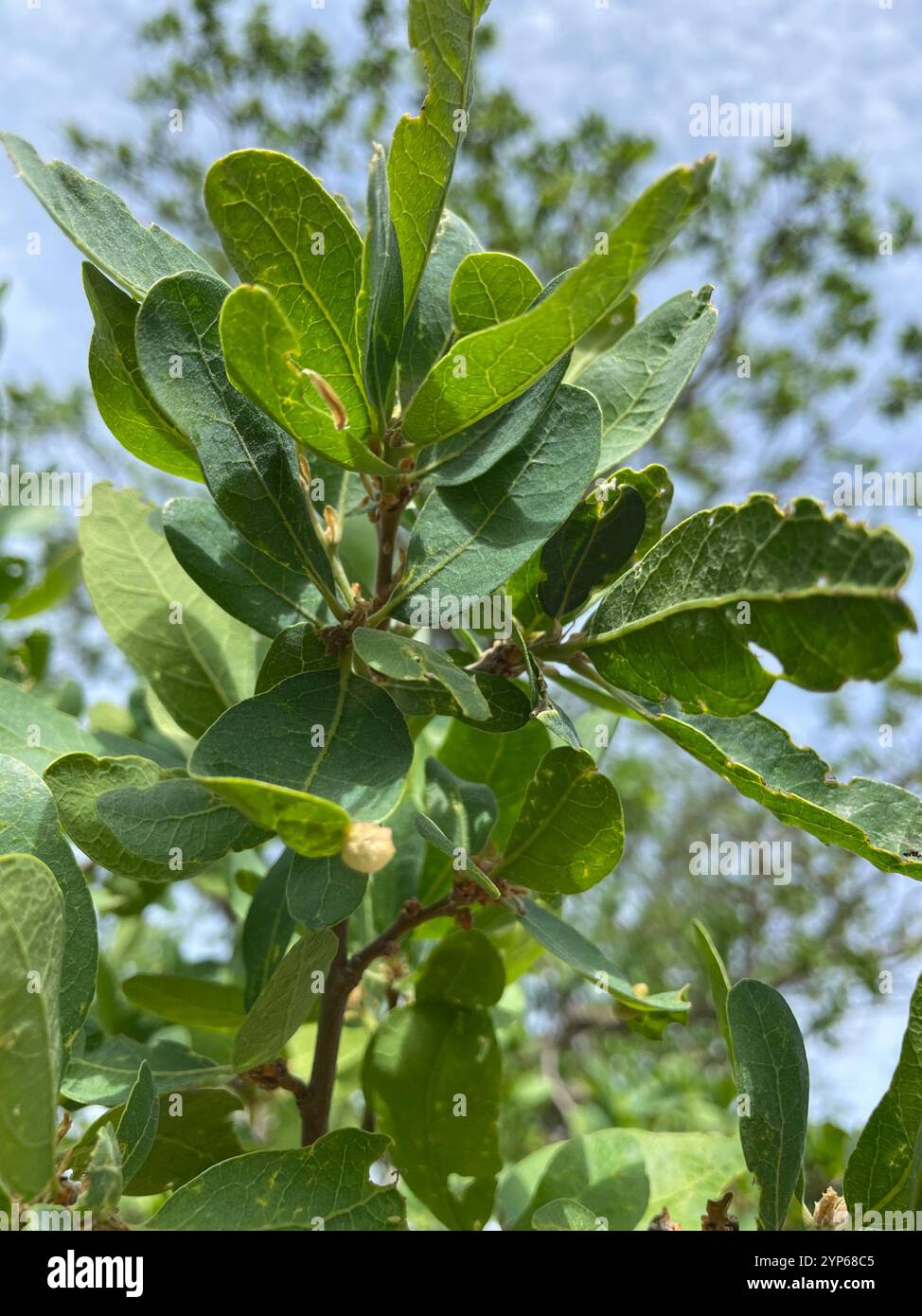 blue oak (Quercus douglasii Stock Photo - Alamy