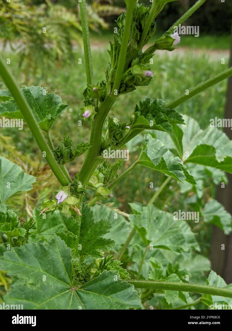 cheeseweed mallow (Malva parviflora Stock Photo - Alamy