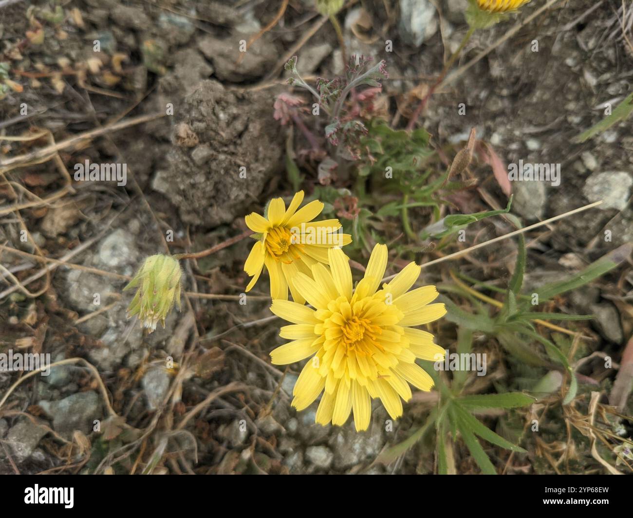 Annual Agoseris (Agoseris heterophylla Stock Photo - Alamy