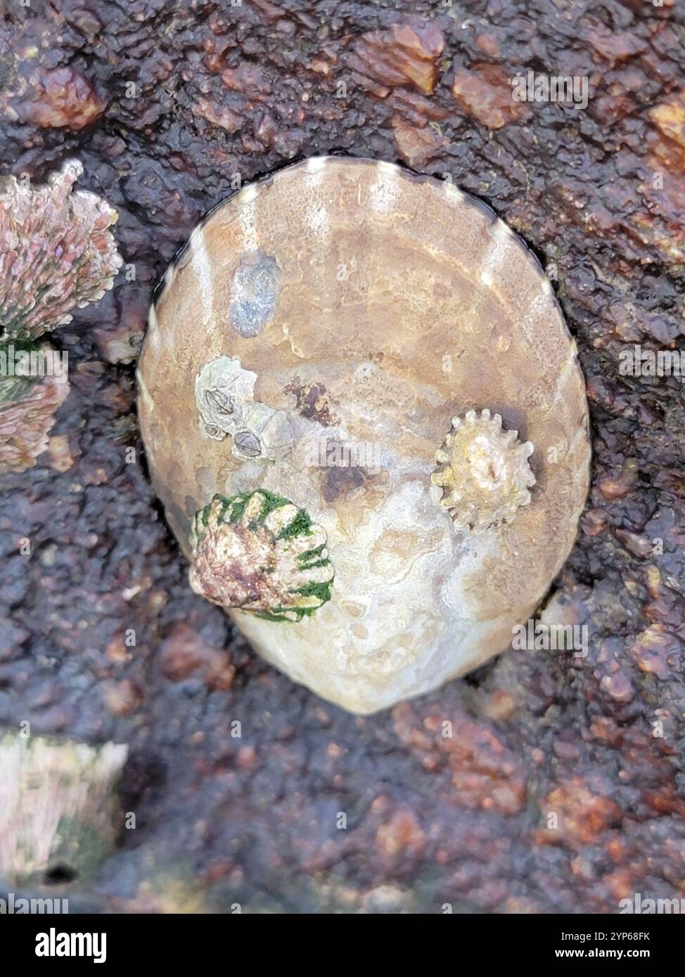 Owl Limpet (Lottia gigantea Stock Photo - Alamy