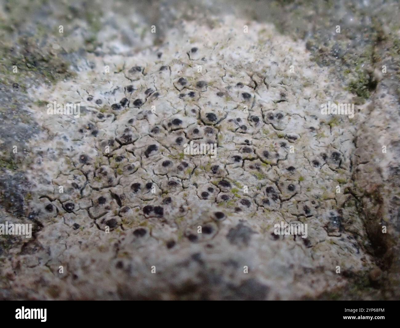 common lichens (Lecanoromycetes Stock Photo - Alamy