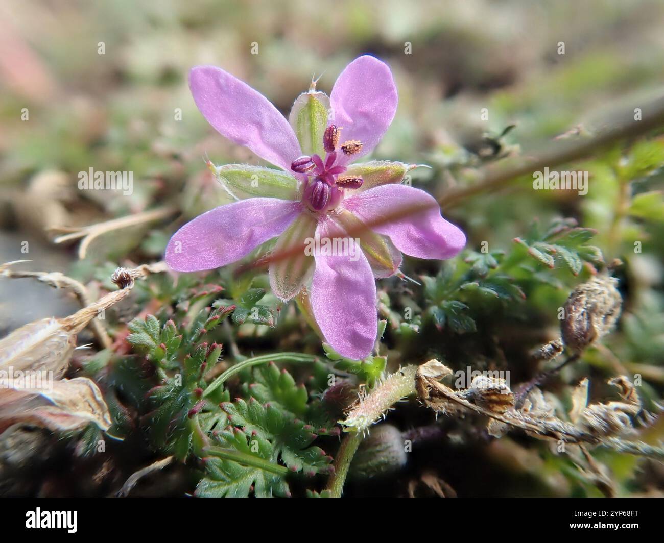 Redstem Stork's-bill (Erodium cicutarium Stock Photo - Alamy
