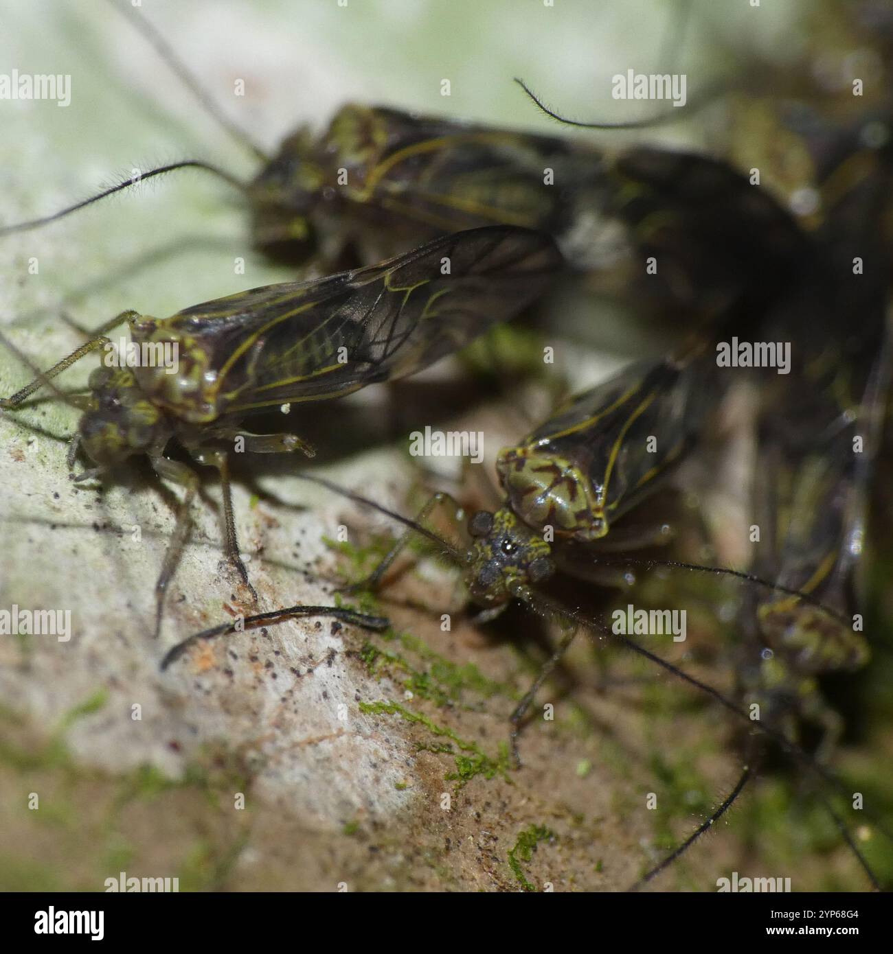Barklice, Booklice, and Parasitic Lice (Psocodea Stock Photo - Alamy