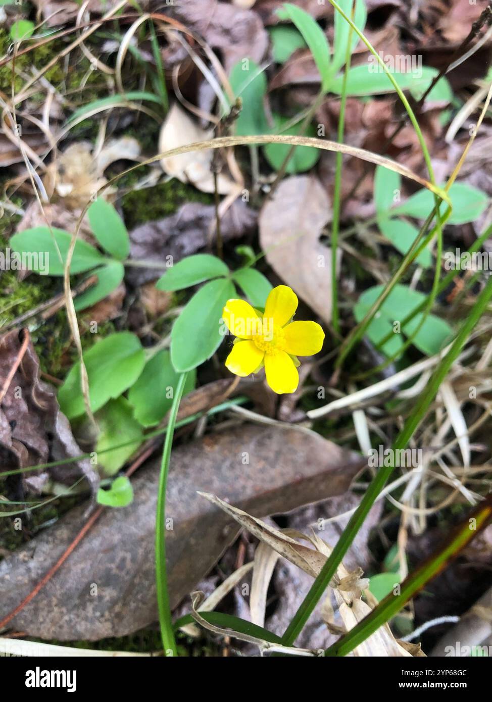 Early Buttercup (Ranunculus fascicularis Stock Photo - Alamy