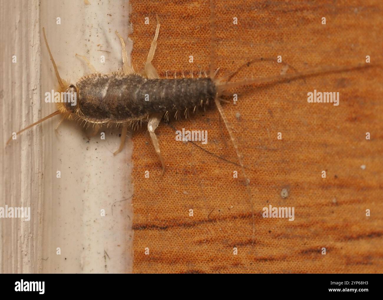 Long tailed silverfish hi-res stock photography and images - Alamy