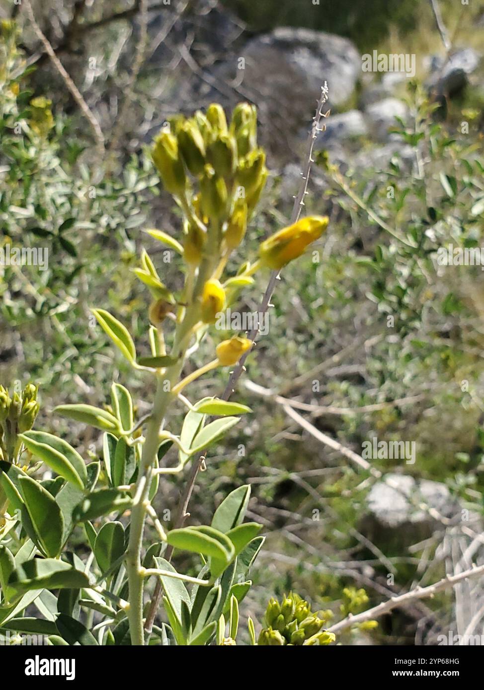 Bladderpod (Cleomella arborea Stock Photo - Alamy
