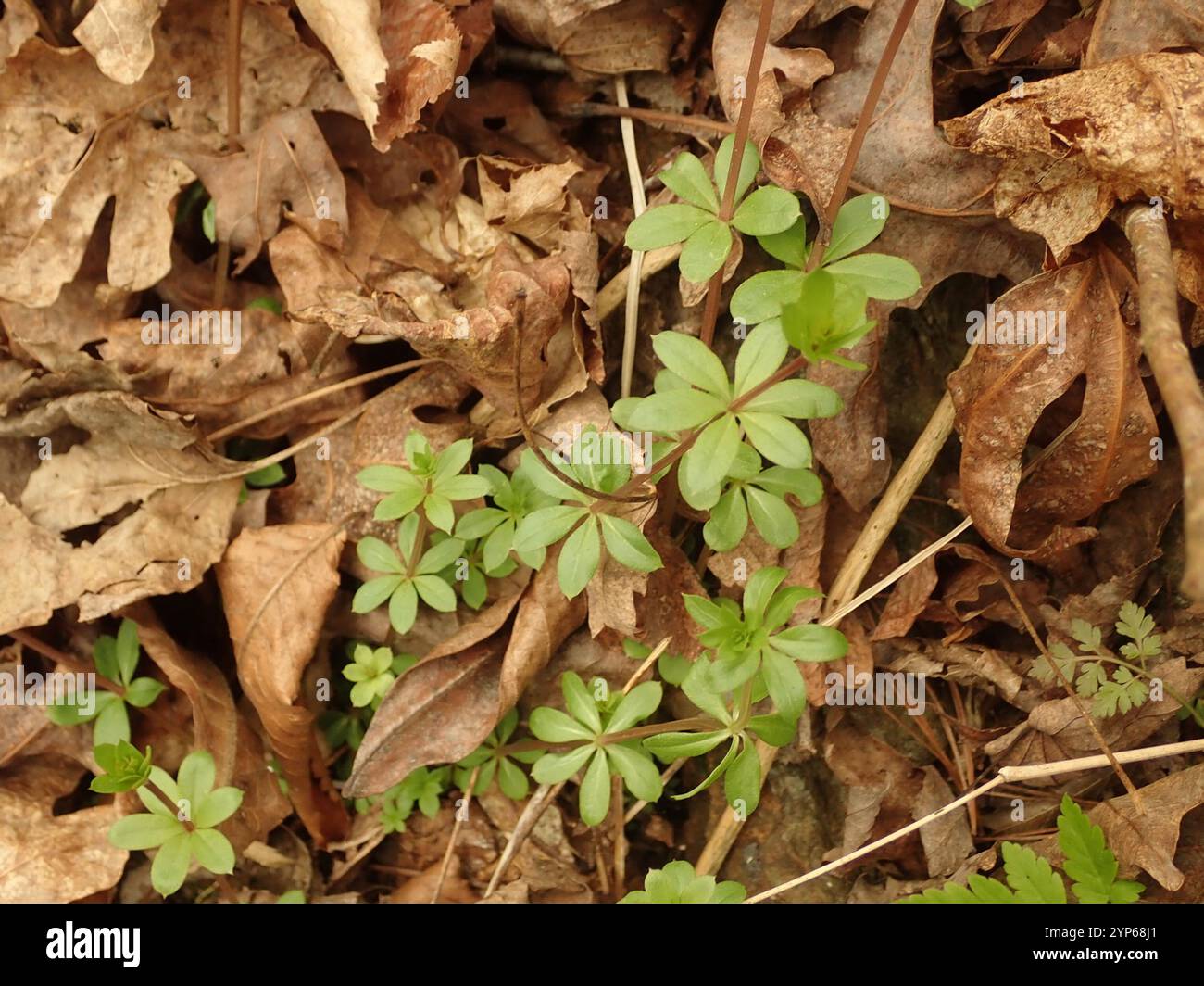 fragrant bedstraw (Galium triflorum Stock Photo - Alamy