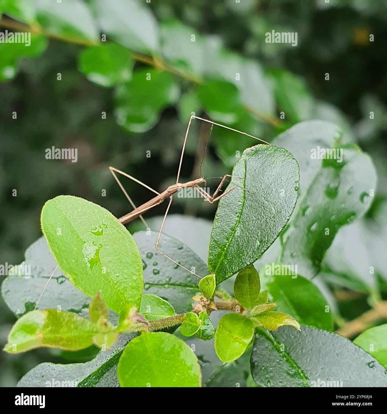 Thread-legged Bugs (Emesinae Stock Photo - Alamy