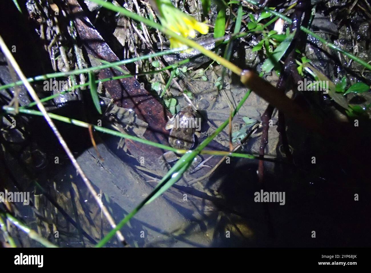 Australian Ground Frogs (Myobatrachoidea Stock Photo - Alamy