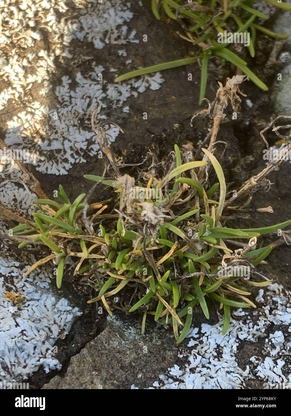 canada sand-spurry (Spergularia canadensis Stock Photo - Alamy