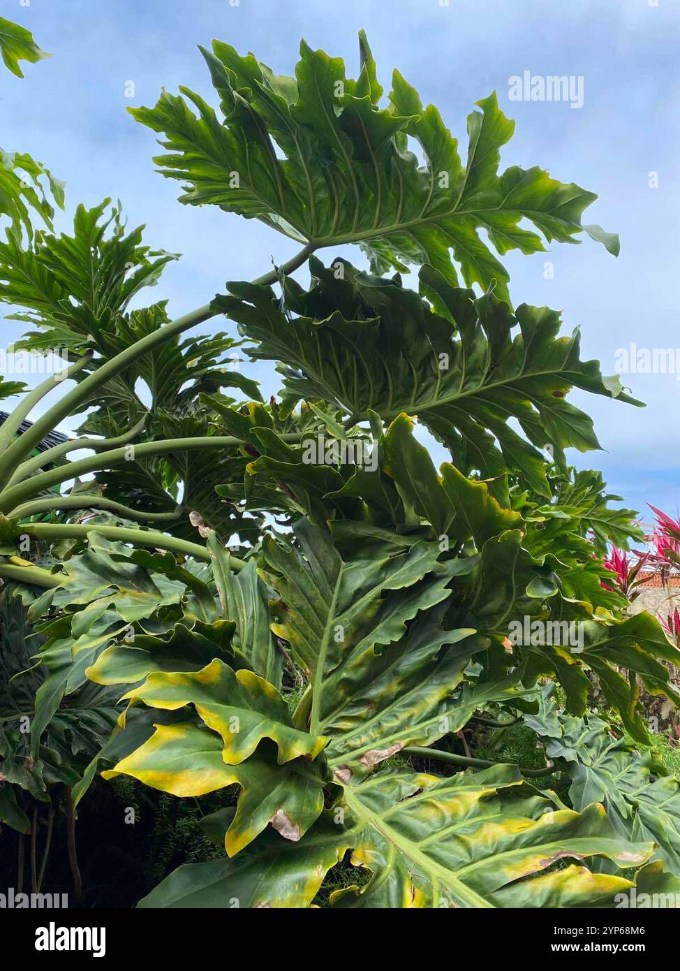 Tree Philodendron (Thaumatophyllum bipinnatifidum Stock Photo - Alamy