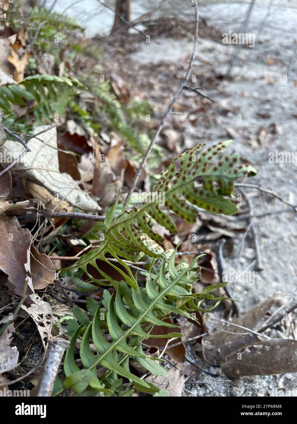 rock polypody (Polypodium virginianum Stock Photo - Alamy