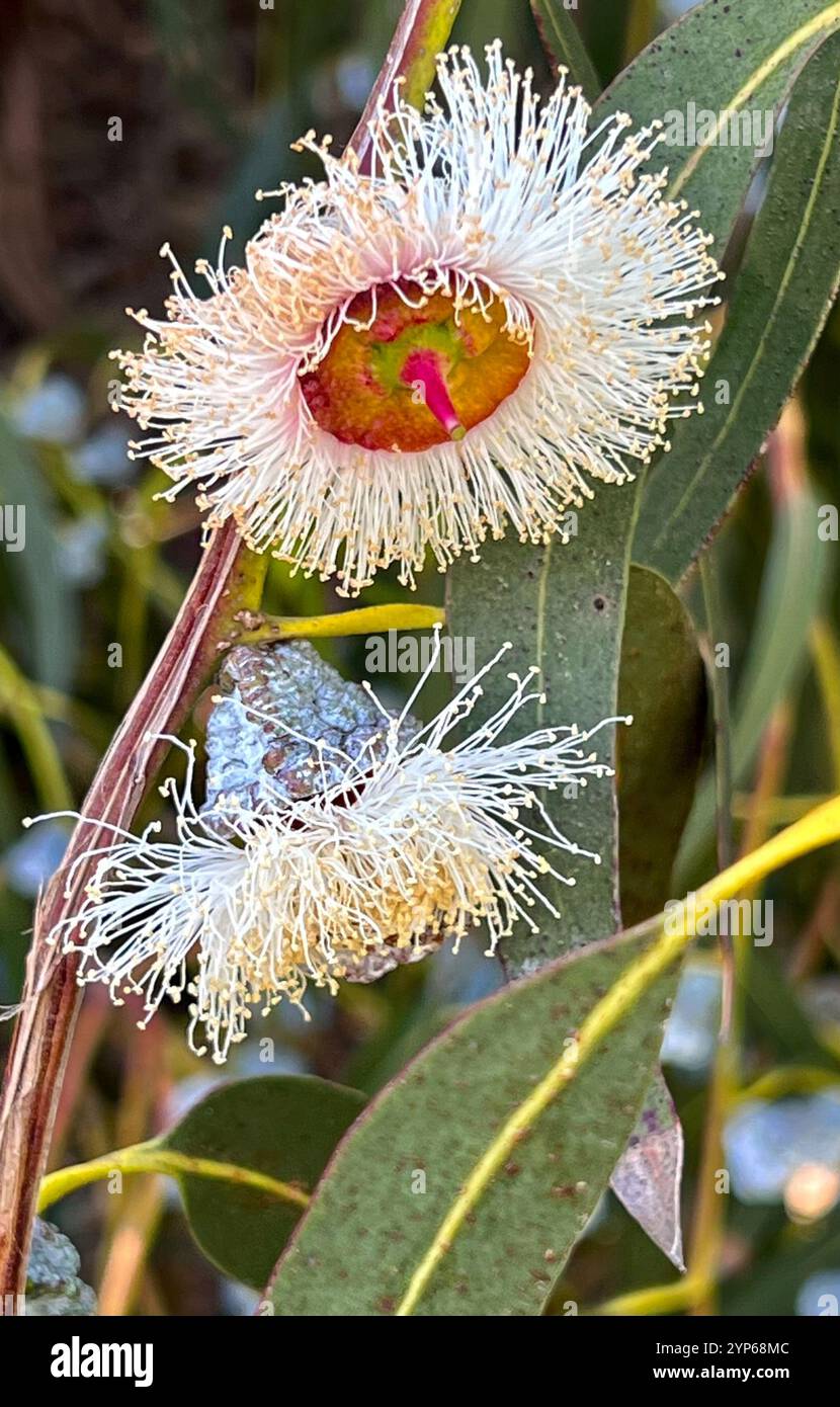 Tasmanian blue gum (Eucalyptus globulus Stock Photo - Alamy